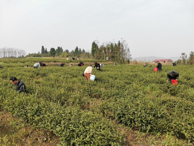丰田乡机关党支部开展“传承红色基因，弘扬雷锋精神”主题党日活动-本地