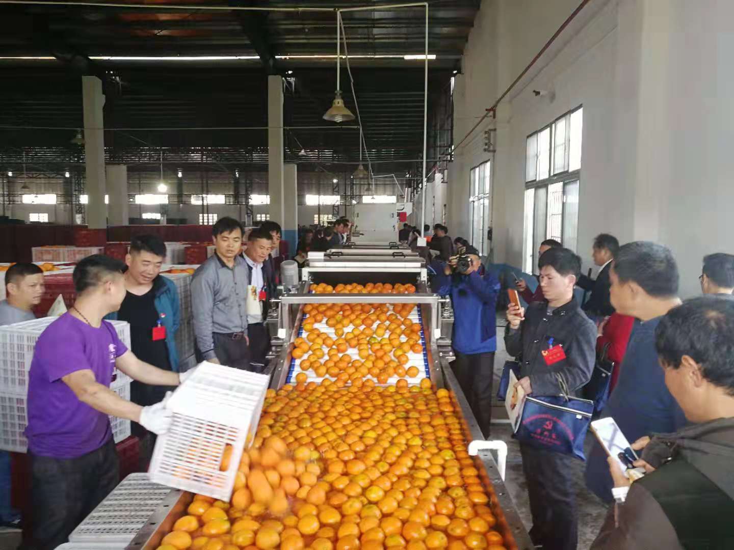 新宁龙丰果业：建在脐橙产业链上的两新党支部-两新党建